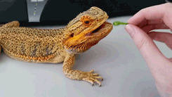 Dragon Bearded Gleoite Gif