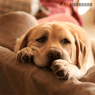 Sad omg lazy GIF on GIFER - by Arashirn