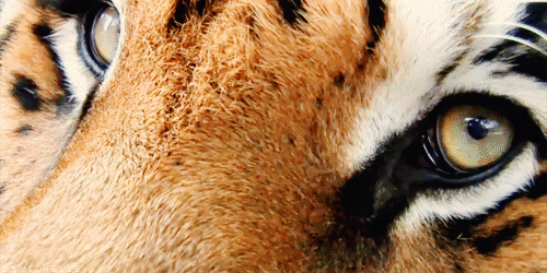 Animals eyes GIF on GIFER - by Modor