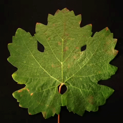 Leaves autumn flowers GIF on GIFER - by Redhunter