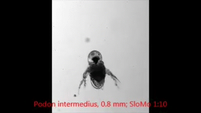 Copepoda biology GIF on GIFER - by Buwield