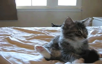 Top cat tabby cat GIF on GIFER - by Keramar
