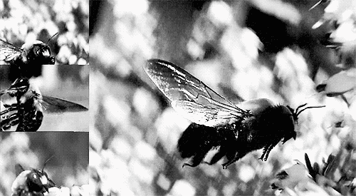 GIF animals flying slow motion - animated GIF on GIFER - by Felhalis