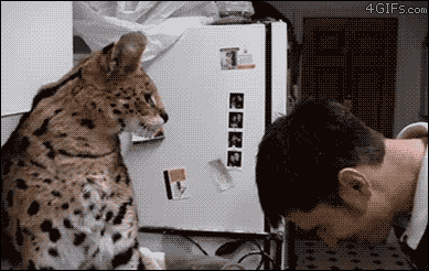 Serval patte chaton GIF sur GIFER - par Anahuginn