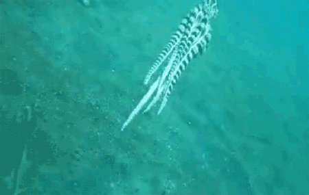 Swimming GIF on GIFER - by Shami