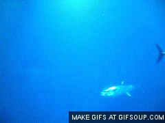 Swimming GIF on GIFER - by Dianagda