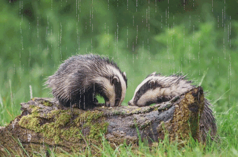 Weasel GIF on GIFER - by Gogor