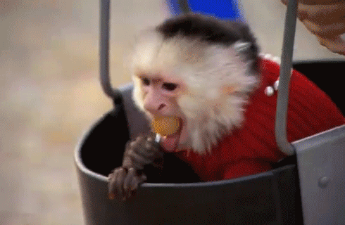 GIF lollipop monkey swing - animated GIF on GIFER - by Aralar