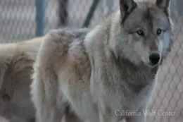 Wolf wolves alaskan wolf GIF on GIFER - by Oghmara