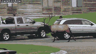Elk animals angry GIF on GIFER - by Vonos