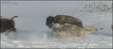 Brother GIF on GIFER - by Fegar