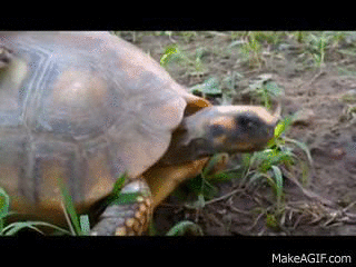 GIF motion rejection - animated GIF on GIFER - by Goltigul