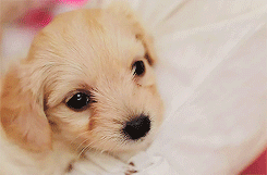 Dog animal puppy GIF on GIFER - by Zulutaxe