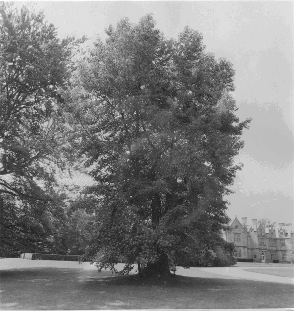 Trees GIF on GIFER - by Brami