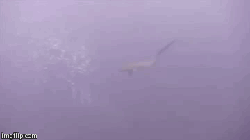 Biology science ocean GIF on GIFER - by Arasida