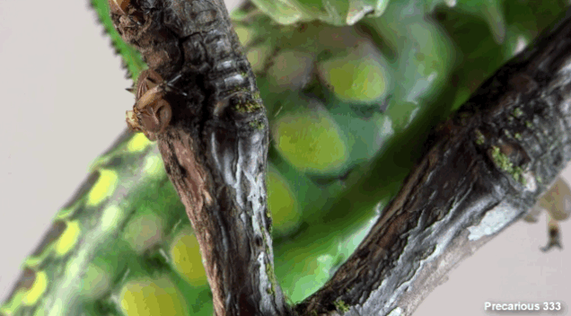 Biology animals GIF on GIFER - by Buzazar