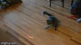 Laser cat kitty GIF on GIFER - by Dalatius