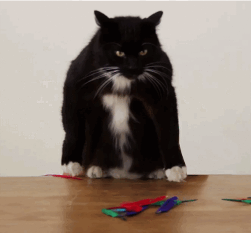 GIF eyes laser cat - animated GIF on GIFER - by JoJorn