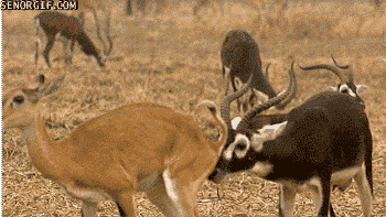 Funny deer smell GIF on GIFER - by Malazius