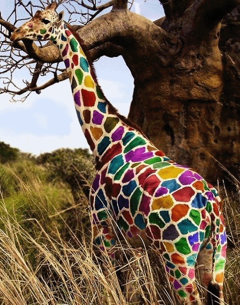 GIF giraffe giraffe colorful swag - animated GIF on GIFER - by Thorgafym
