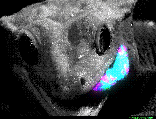 Lizard cameleon animals GIF on GIFER - by Daginn