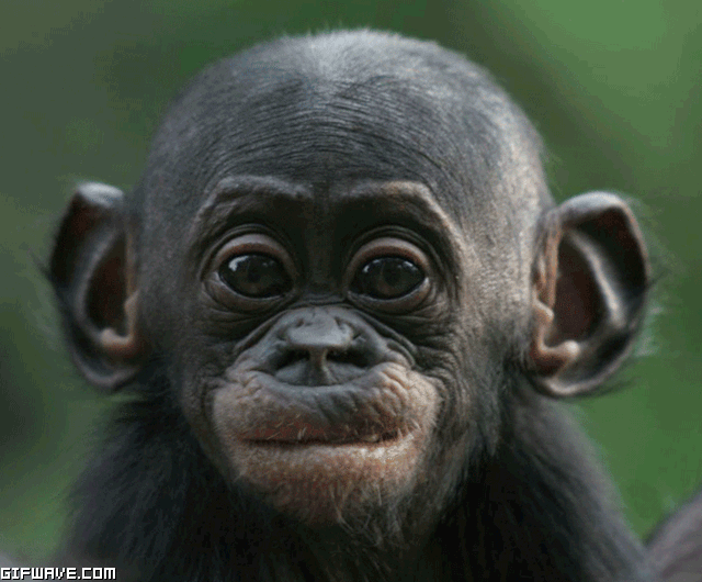 Monkey GIF on GIFER - by Mezilkree