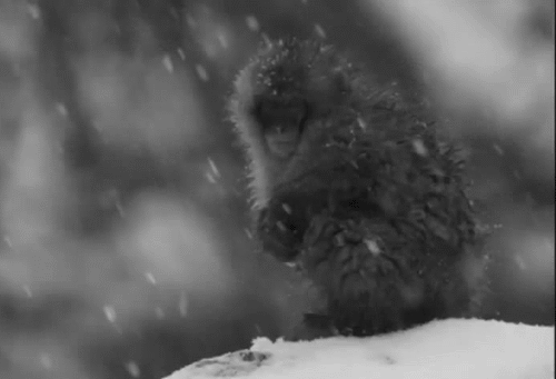 GIF animal monkey japanese snow monkey - animated GIF on GIFER - by Fendis