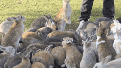 Animals rabbit GIF on GIFER - by Bladefist