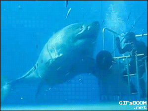 Shark sea GIF on GIFER - by Mnenin
