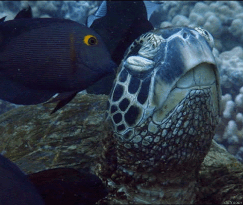Turtle GIF on GIFER - by Griron