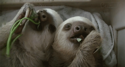 GIF sloth couple sloth valetines day - animated GIF on GIFER - by Bo