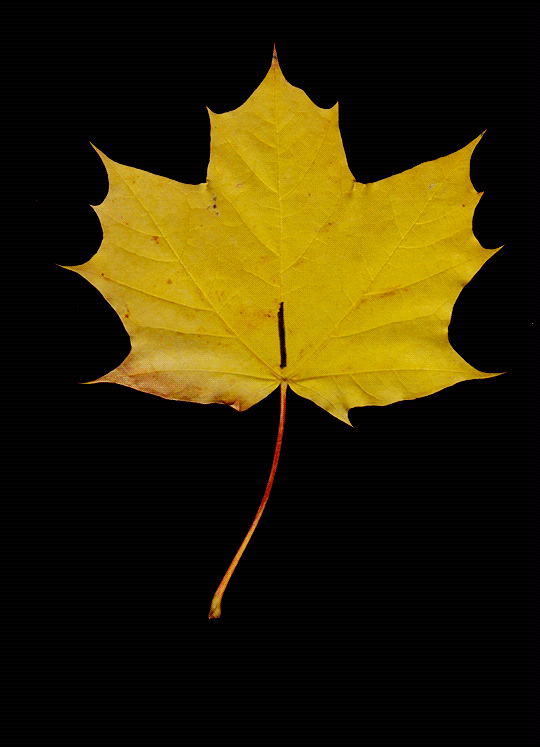 Leaves Falling Off Trees Gif