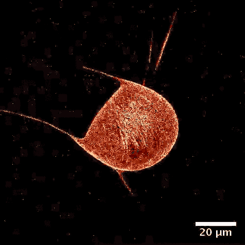 Cell biophysics GIF on GIFER - by Blackflame