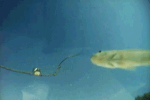 Animals science water GIF on GIFER - by Tumi