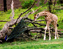 Giraffe animals walking GIF on GIFER - by Frostsinger