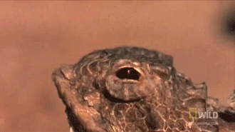 GIF animals science blood - animated GIF on GIFER - by Ironworker