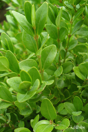 GIF green - animated GIF on GIFER - by Agabor