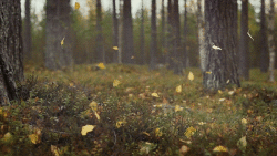 Falling leaves loop nature GIF on GIFER - by JoJoktilar