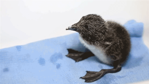 Гифка птица океанариум монтерей бэй conservation гиф картинка, скачать ...