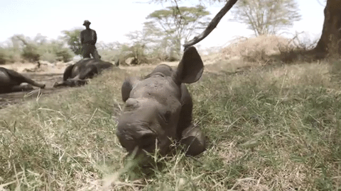 GIF conservation animals nature - animated GIF on GIFER - by Shakagore