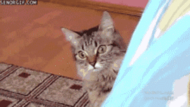 GIF gata gatinho tchau - GIF animado em GIFER - de Tojarg