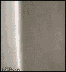 GIF angry cat meow - animated GIF on GIFER - by Aradred