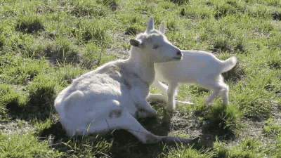 C4d adobe cinema 4d GIF on GIFER - by Munibandis