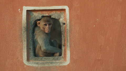 Cinemagraph monkey GIF on GIFER - by Androlhala