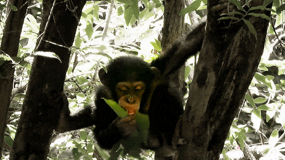 Monkey animals GIF on GIFER - by Malatius
