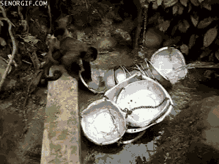 Washing dishes dishwasher animals GIF on GIFER - by Beazendis