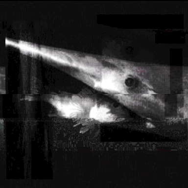 Gif De Reacción De Desmayo