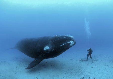 Whale encounter GIF on GIFER - by Sagar