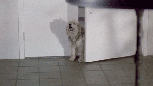Animals dog televandalist GIF on GIFER - by Cordandis
