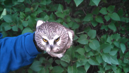 Biology GIF on GIFER - by Cordalsa